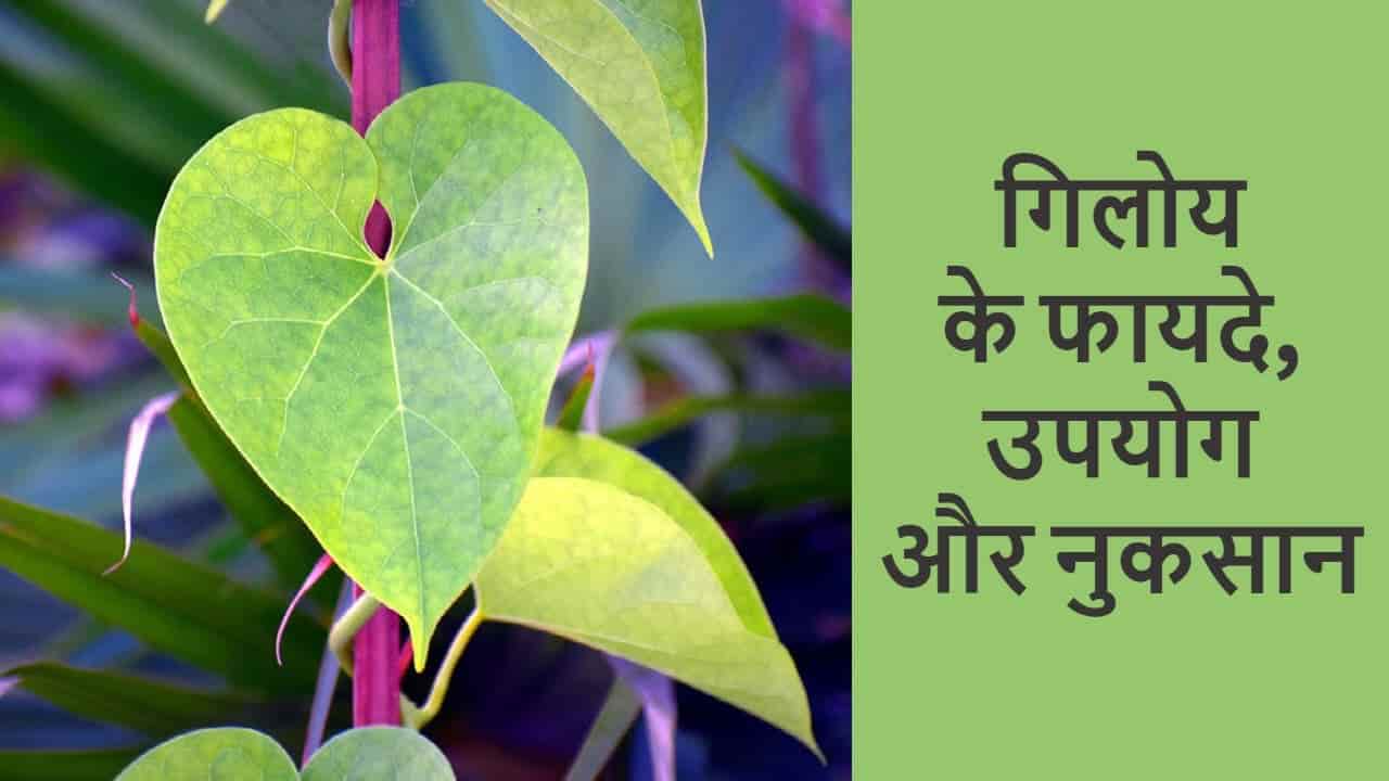 Giloy Ke Fayde in Hindi